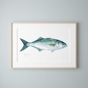 Bluefish Watercolor Print Fish Painting Nautical Decor - Etsy
