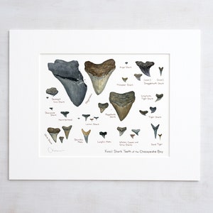 Illustrated Fossil Shark Teeth Chart Natural History Watercolor Art ...