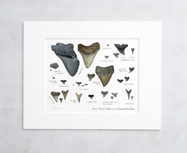 Illustrated Fossil Shark Teeth Chart Natural History | Etsy Australia