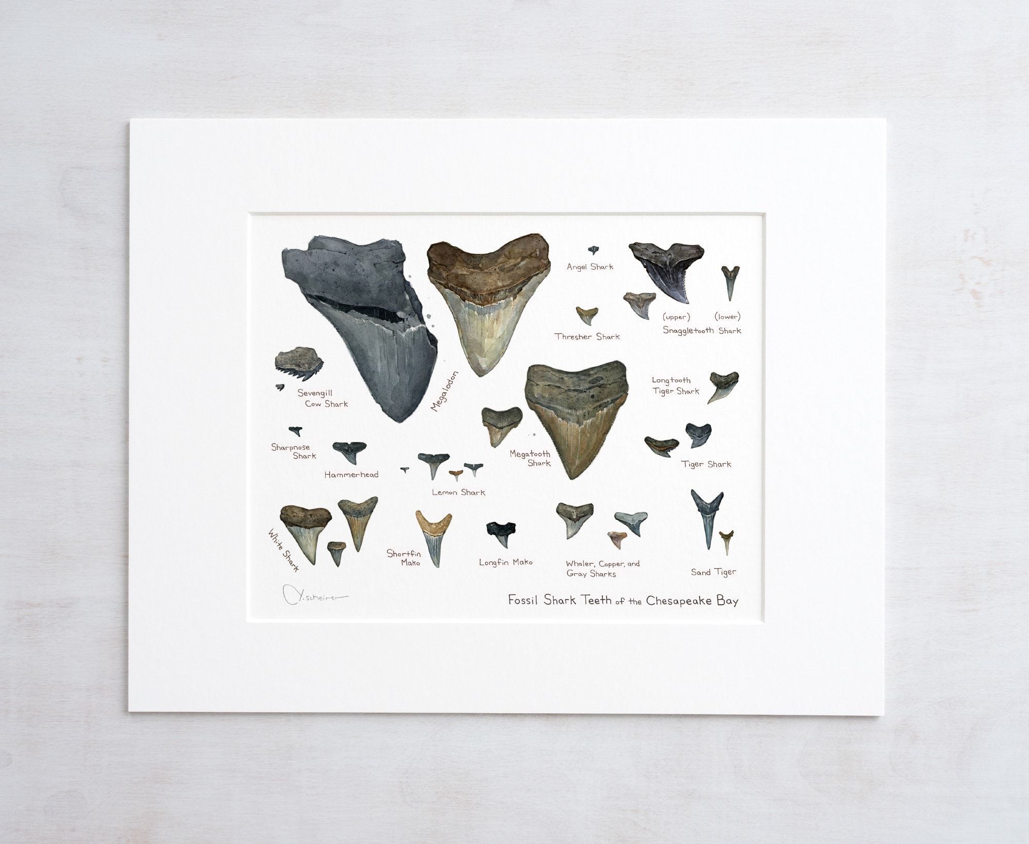 Illustrated Fossil Shark Teeth Chart Natural History - Etsy Australia