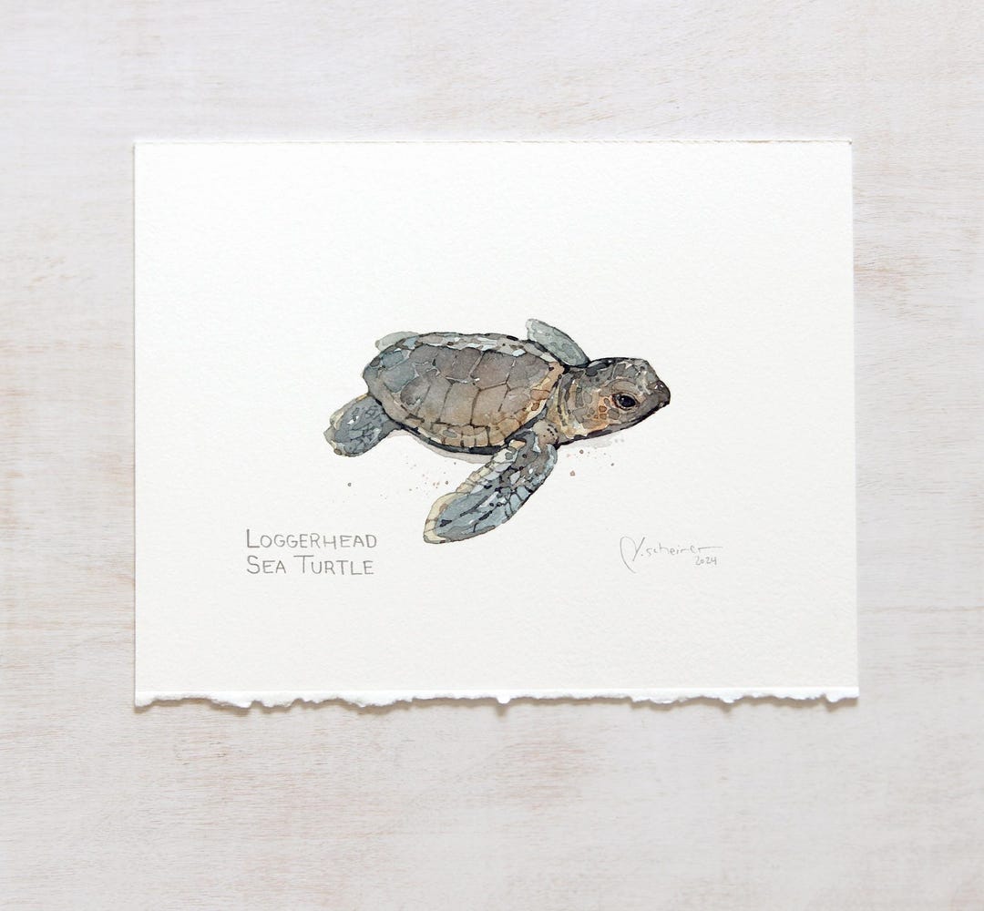 Original Loggerhead Sea Turtle Baby Watercolor Painting - Etsy
