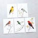 Bluebird Sticker Backyard Bird Sticker Bird Watcher Waterproof Vinyl ...