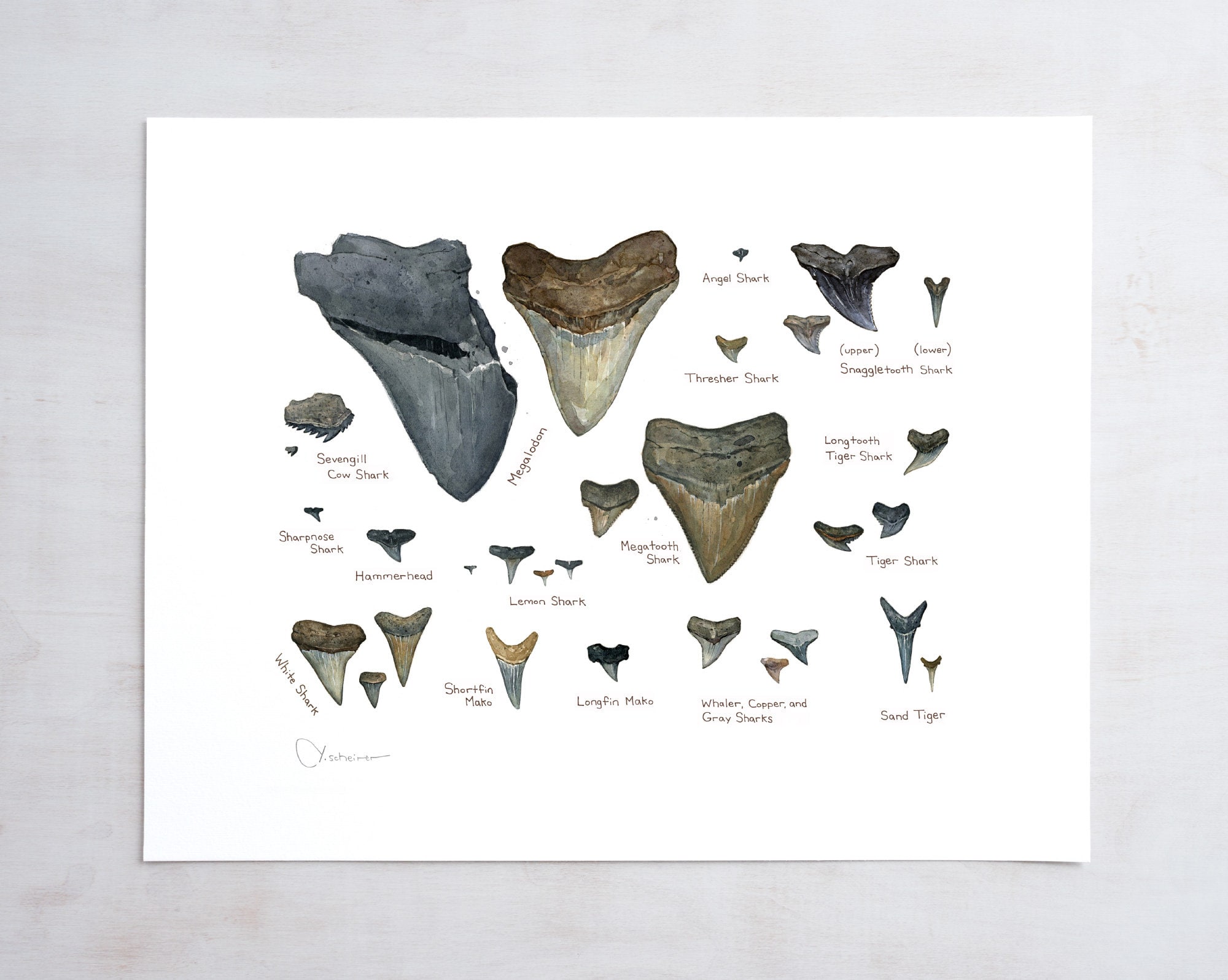 Illustrated Fossil Shark Teeth Chart Natural History - Etsy Australia