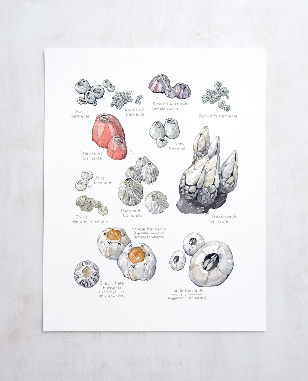 Barnacles Chart Art Print Nautical Watercolor Painting Coastal Wall ...