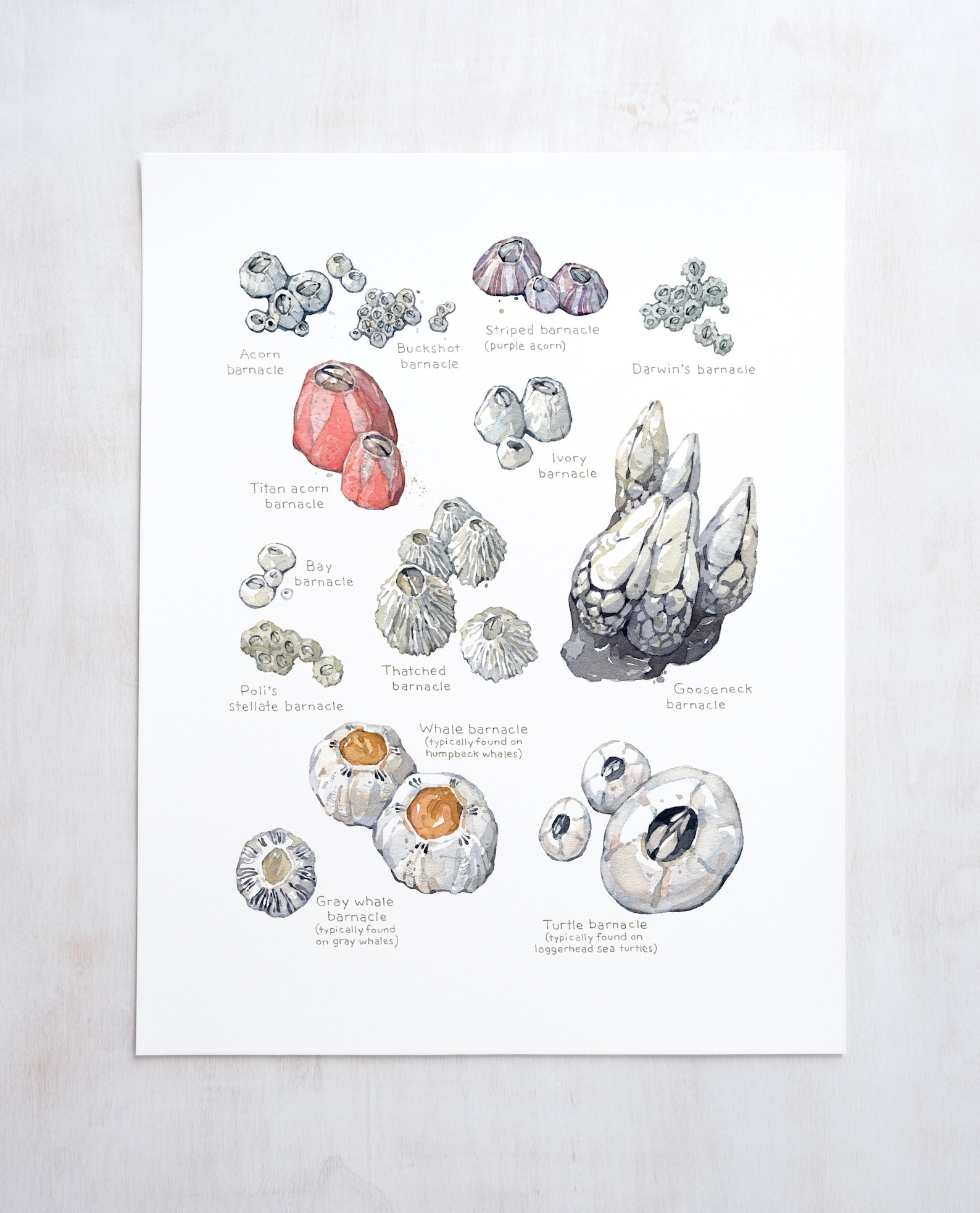 Barnacles Chart Art Print Nautical Watercolor Painting | Etsy
