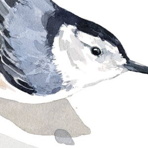 Nuthatch Watercolor Print Bird Painting Wall Art - Etsy