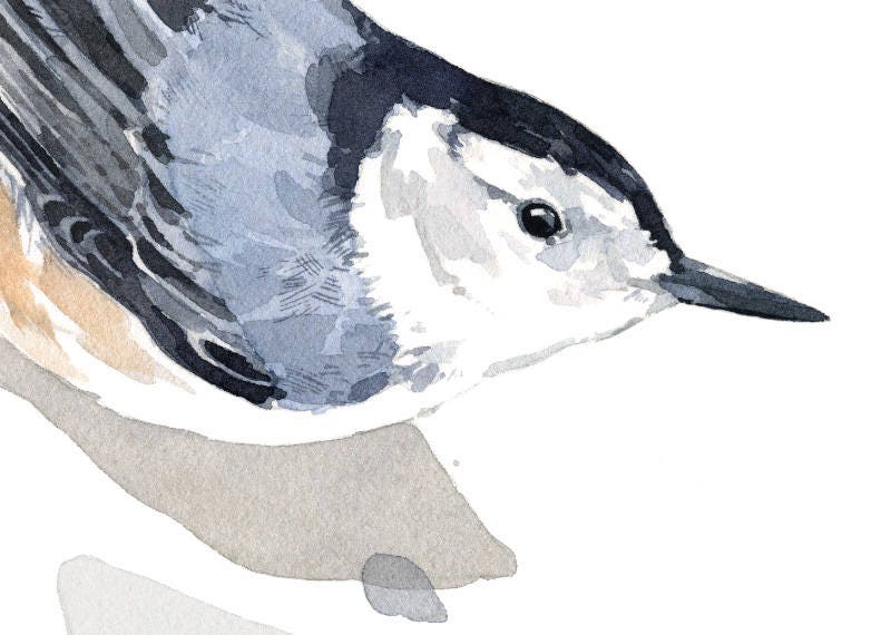 Nuthatch Watercolor Print Bird Painting Wall Art - Etsy