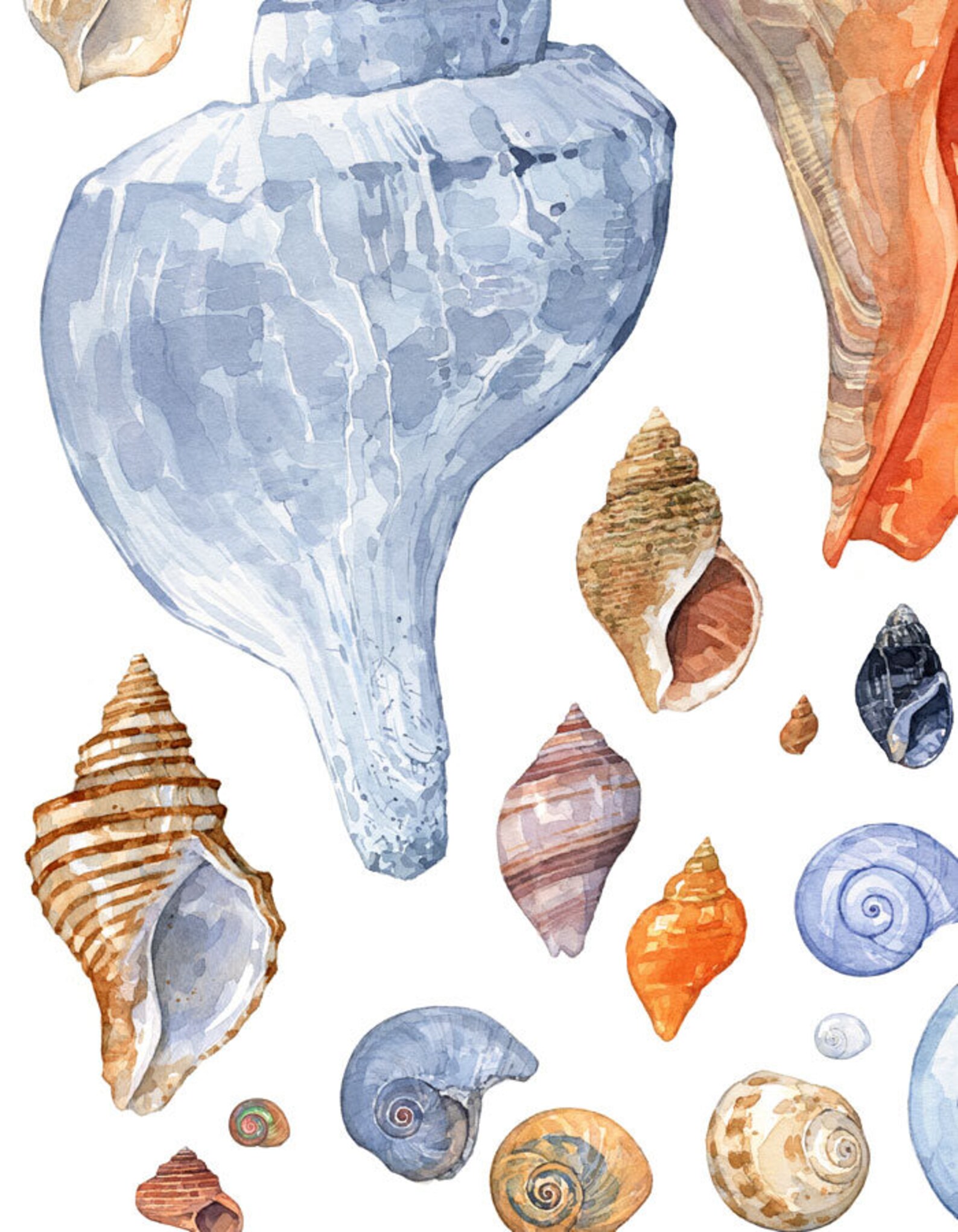 Seashell Painting Coastal Wall Art Watercolor Shells Print - Etsy Canada