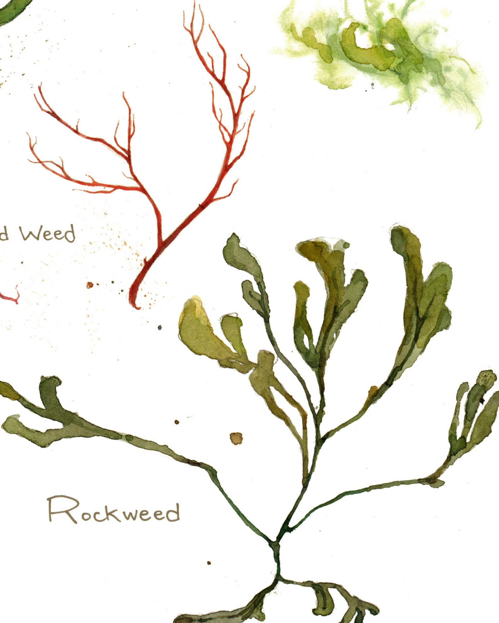 Seaweed Botanical Watercolor Art Print Beach Decor - Etsy