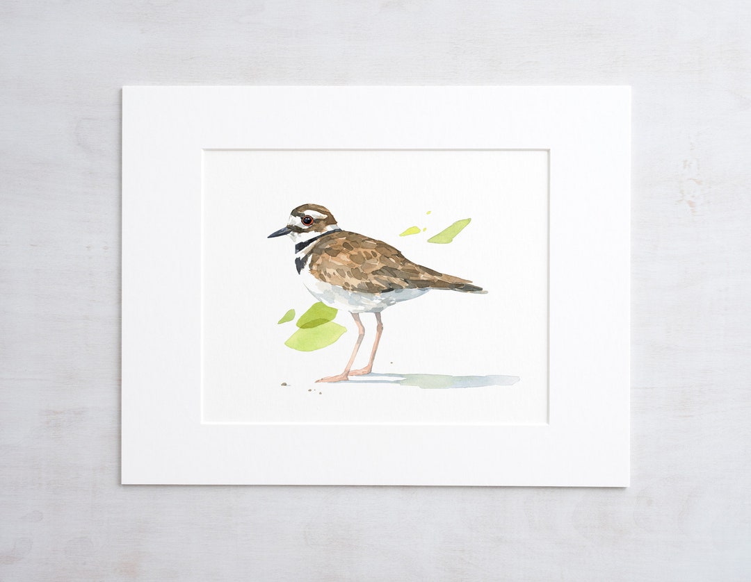 Killdeer Watercolor 8x10 Print Bird Painting Nature Decor Audubon Print ...