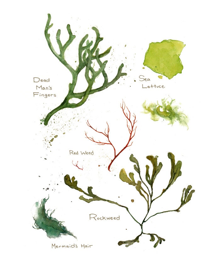 Seaweed Botanical Watercolor Art Print Beach Decor - Etsy