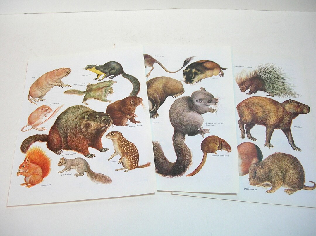 Book Page Prints, Rodents, Three Ready to Frame Prints - Etsy