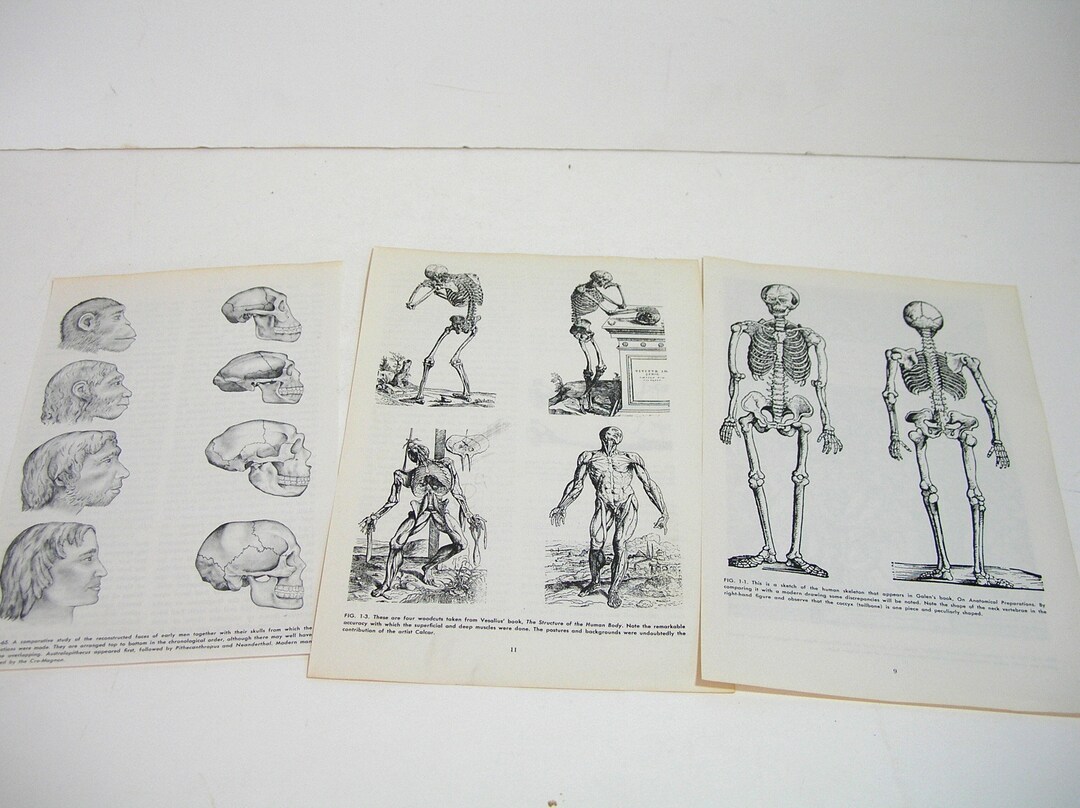 Skeleton Book Page Prints - Etsy