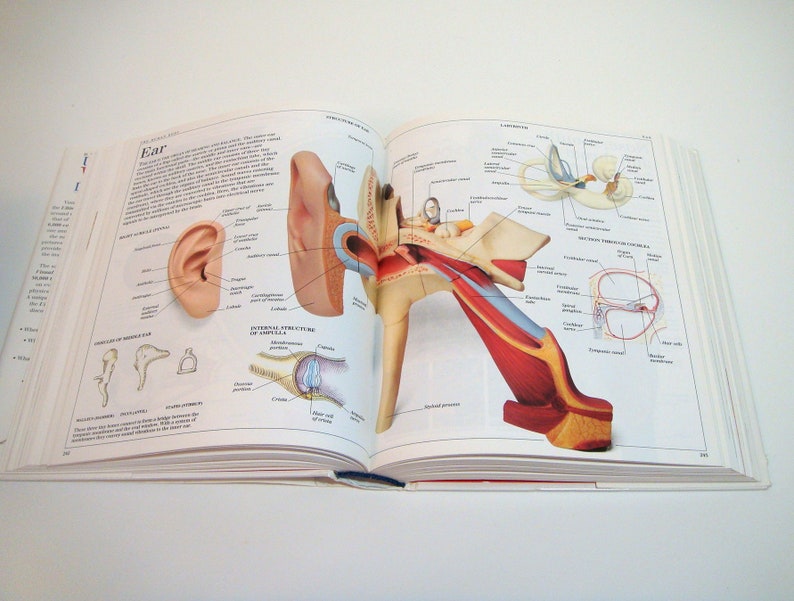 DK Ultimate Visual Dictionary | Etsy