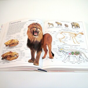 DK Ultimate Visual Dictionary - Etsy
