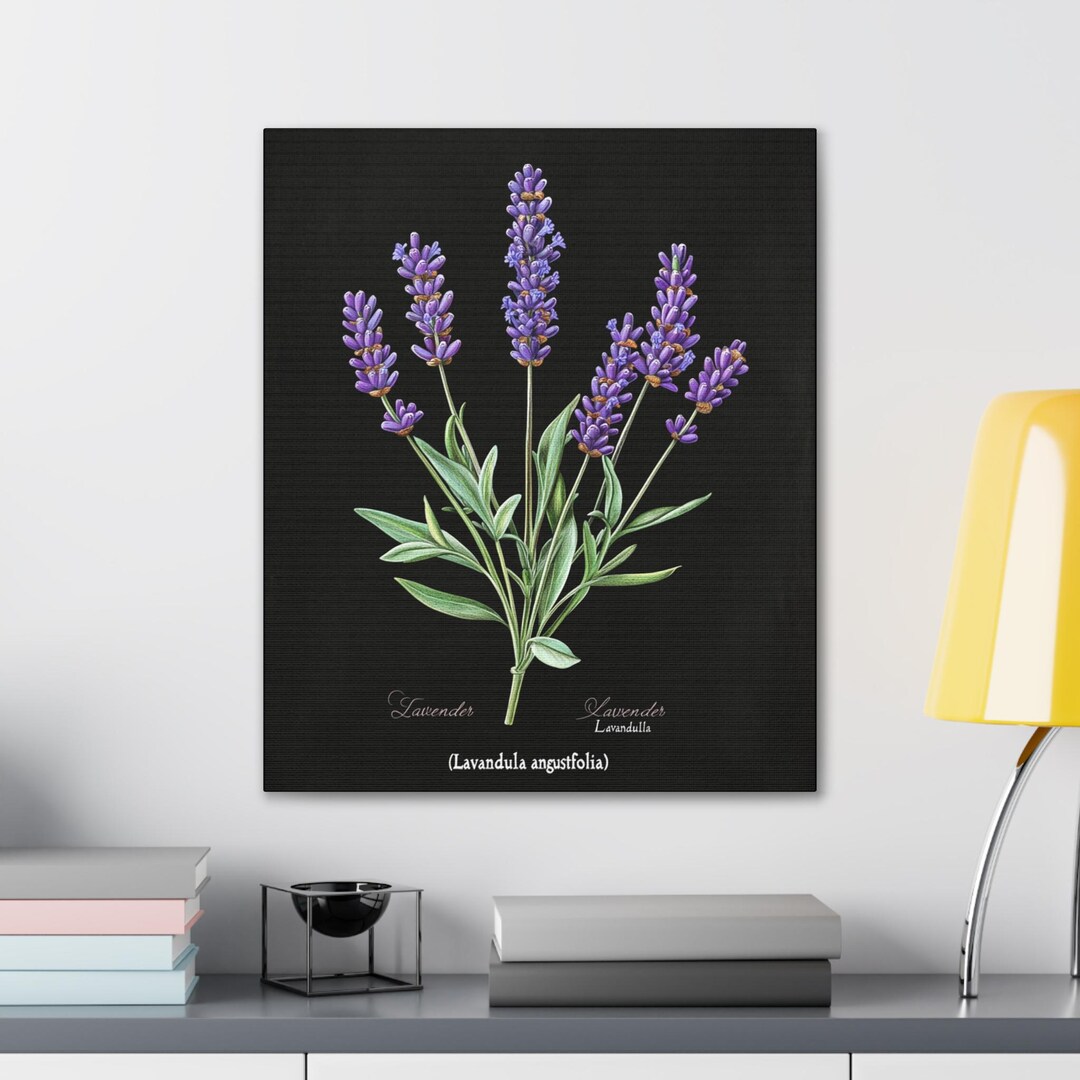 Scientific Illustration, Lavender Canvas Art, Herbal Wall Decor, Floral ...