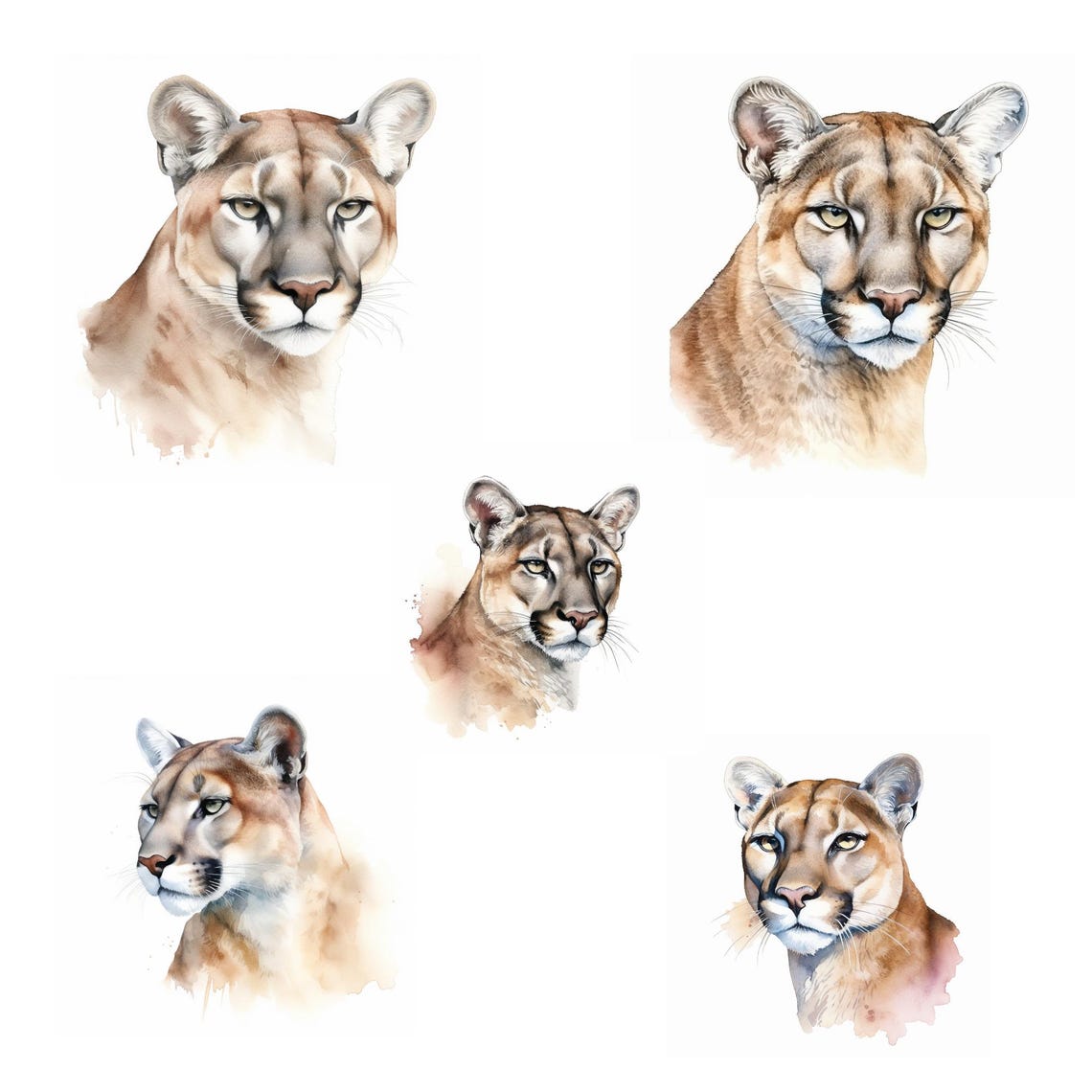 19 Mountain Lion (puma Concolor) PNG Clipart Bundle, Watercolor Puma ...