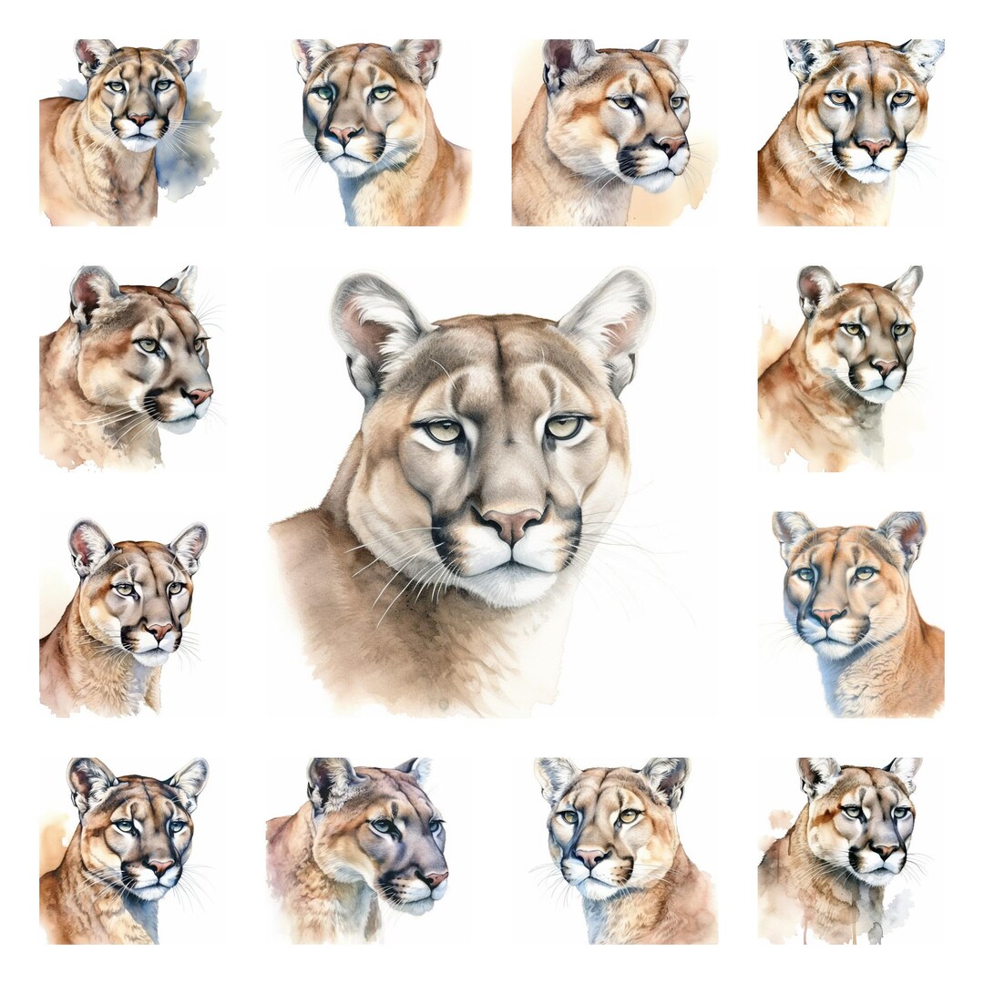 19 Mountain Lion (puma Concolor) PNG Clipart Bundle, Watercolor Puma ...