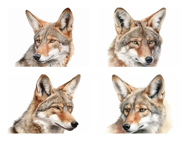 20 Coyote (canis Latrans) PNG Clipart Bundle, Watercolor Desert Coyote ...