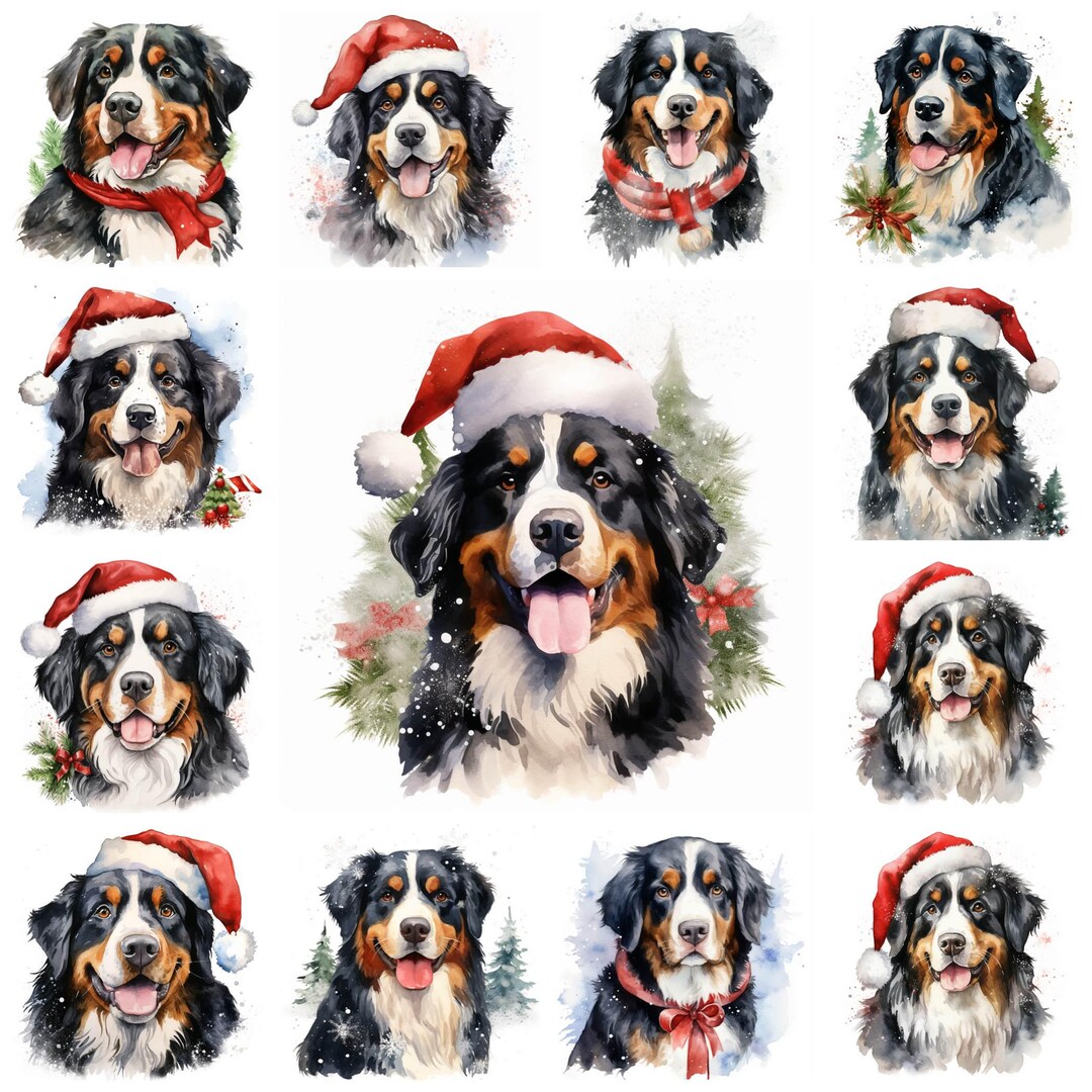 27 Christmas Bernese Mountain Dog PNG Clipart, Watercolor Festive Dog ...