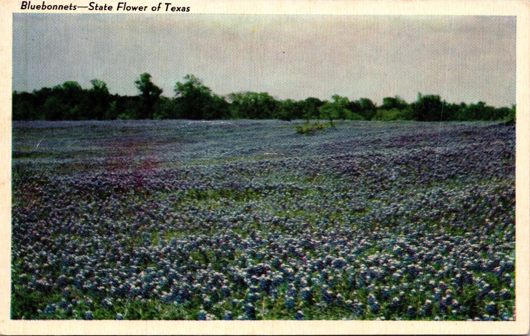 Bluebonnets State Flower of Texas Postcard Unposted - Etsy
