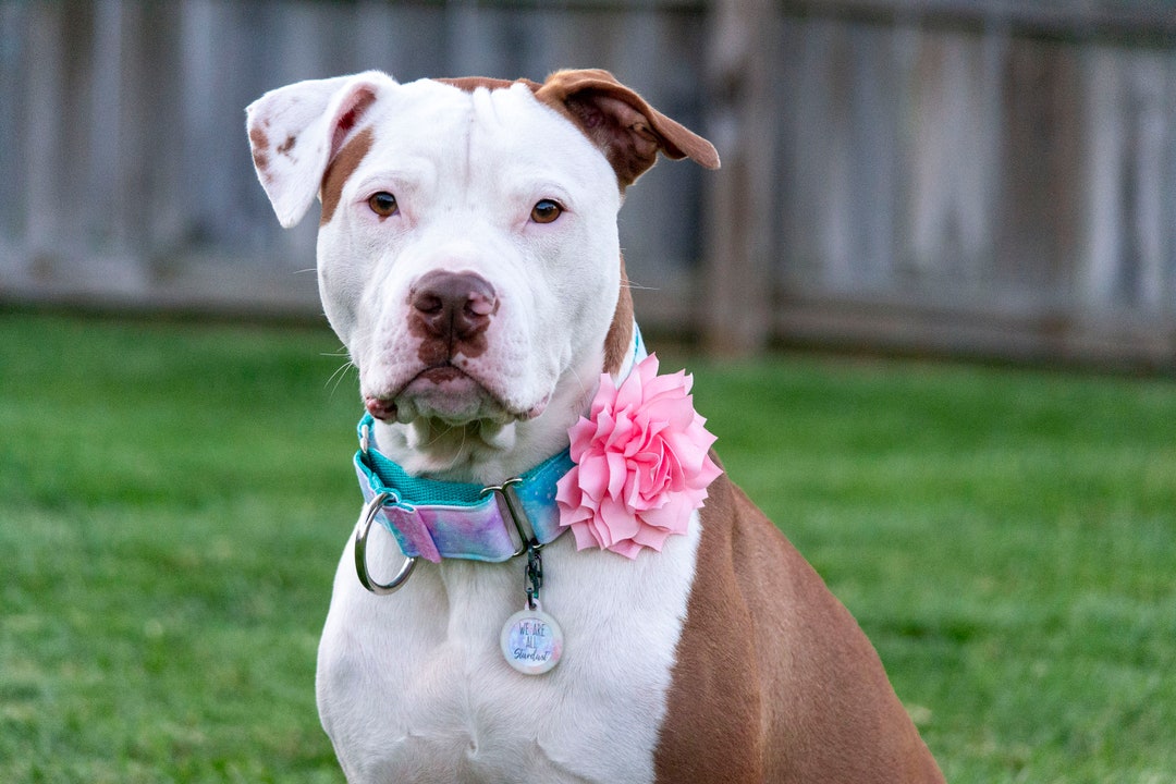 From the Garden Snap-in Dog Bows® Flower - EXTRA LARGE - Dog Collar ...