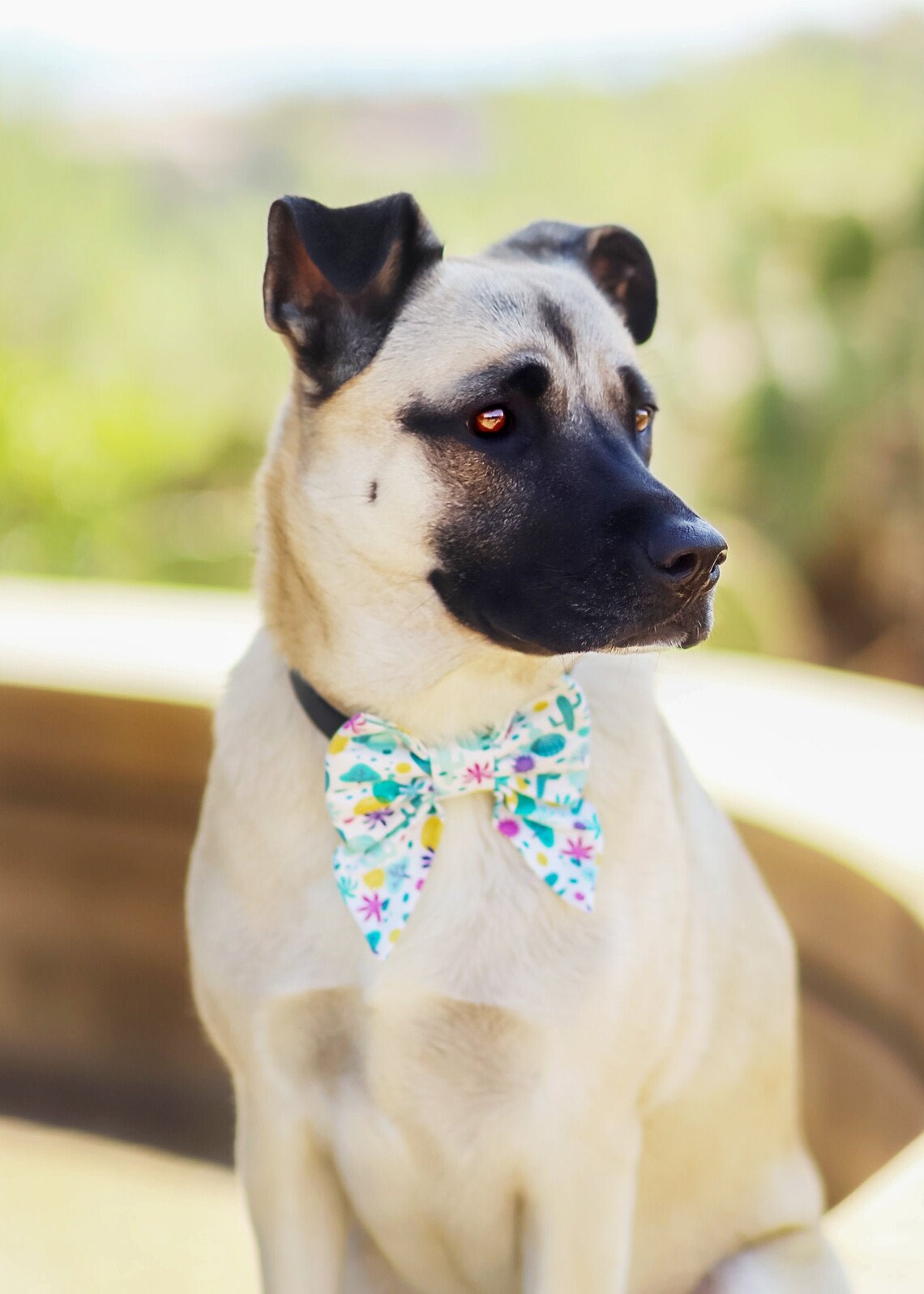 Desert Scene Snap-in Dog Bows® Bow Tie - for Dogs and Cats, Sailor Bows ...