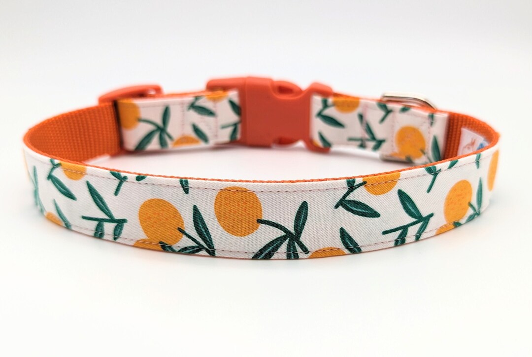 Clementine Orange Dog Collar / Citrus Fruit Tangerine Tree Floral - Etsy