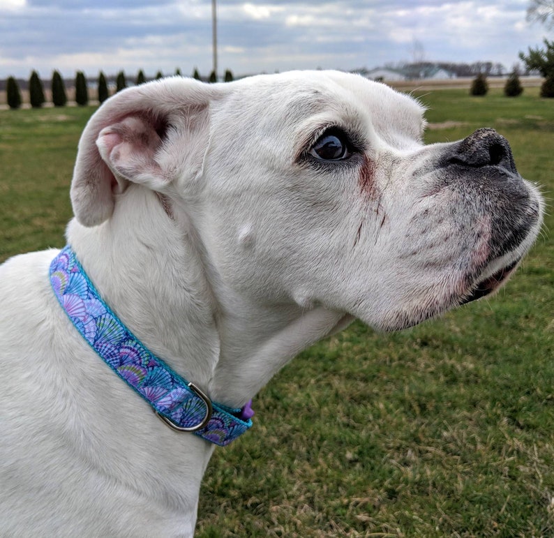 Seashells Dog Collar / Beach Dog Collar / Summer Dog Collar / - Etsy