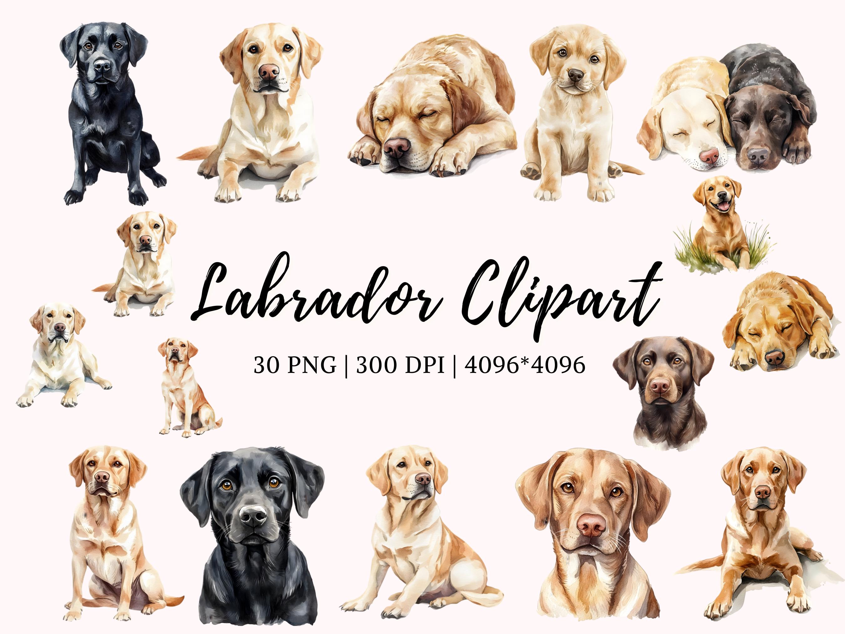 Labrador Clipart Png Bundle, Labrador Clipart, Labrador Bundle Png ...