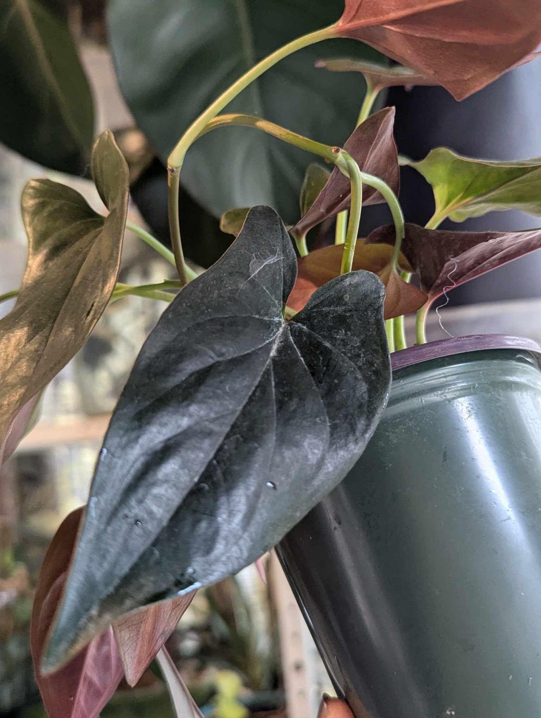 Syngonium Erythrophyllum ~ Red Arrow Live Plant (fresh Cutting) - Etsy