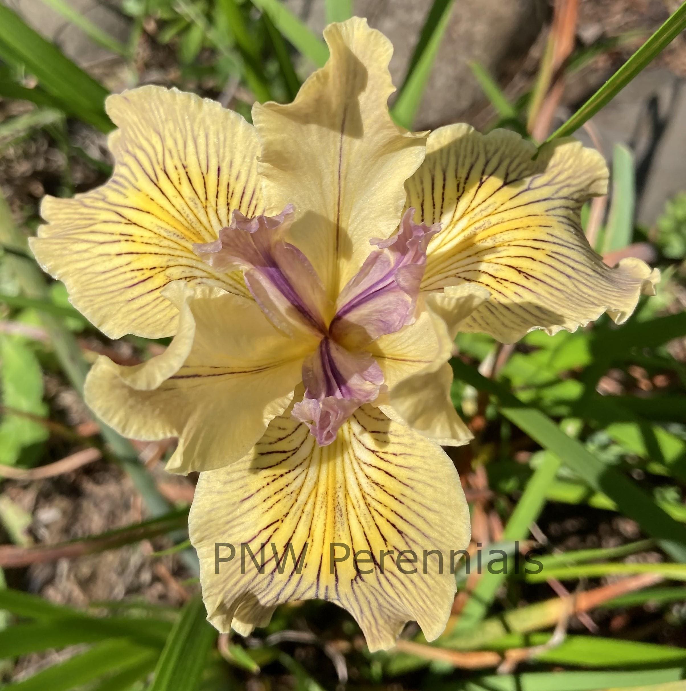 Pacific Coast Native Iris Seeds Mix - Pacific Northwest Wildflowers ...