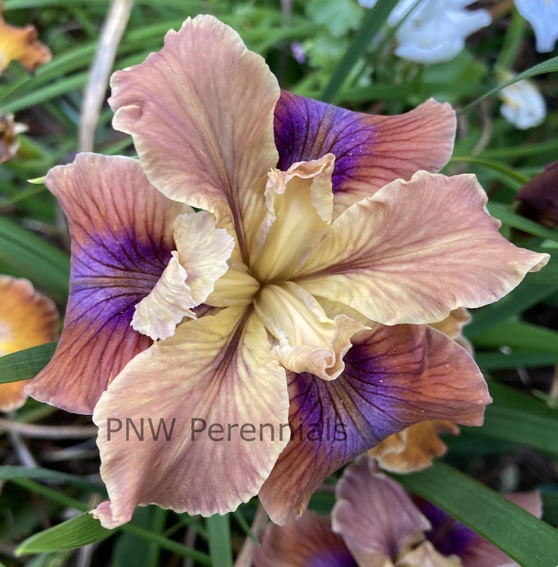 Pacific Coast Native Iris Seeds Mix - Pacific Northwest Wildflowers ...