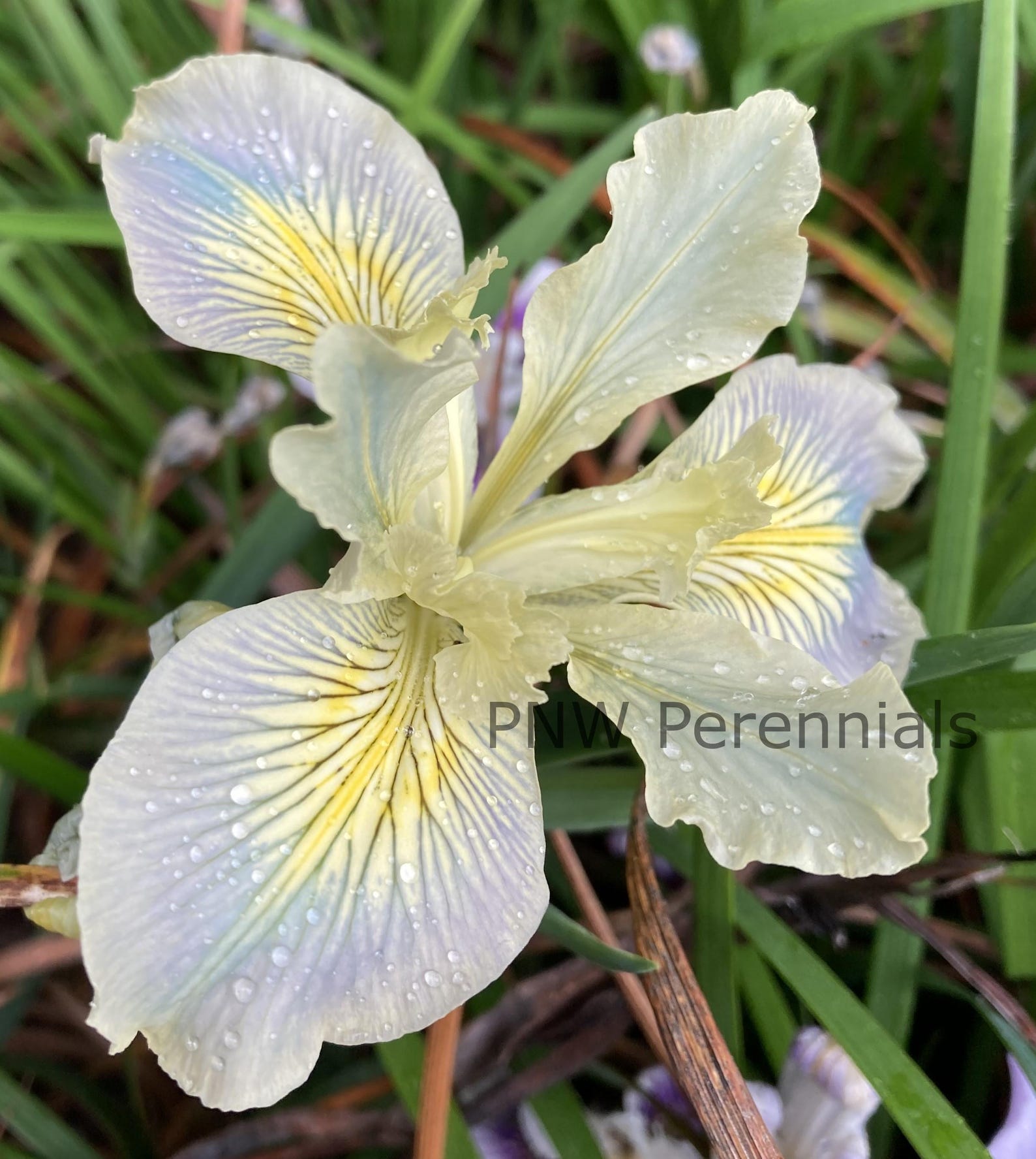 Pacific Coast Native Iris Seeds Mix - Pacific Northwest Wildflowers ...