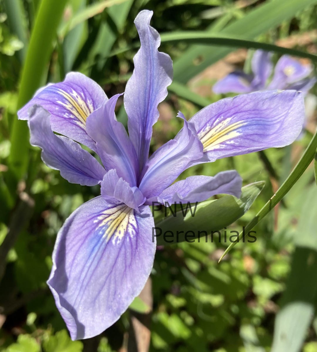 Pacific Coast Native Iris Seeds Mix - Pacific Northwest Wildflowers ...