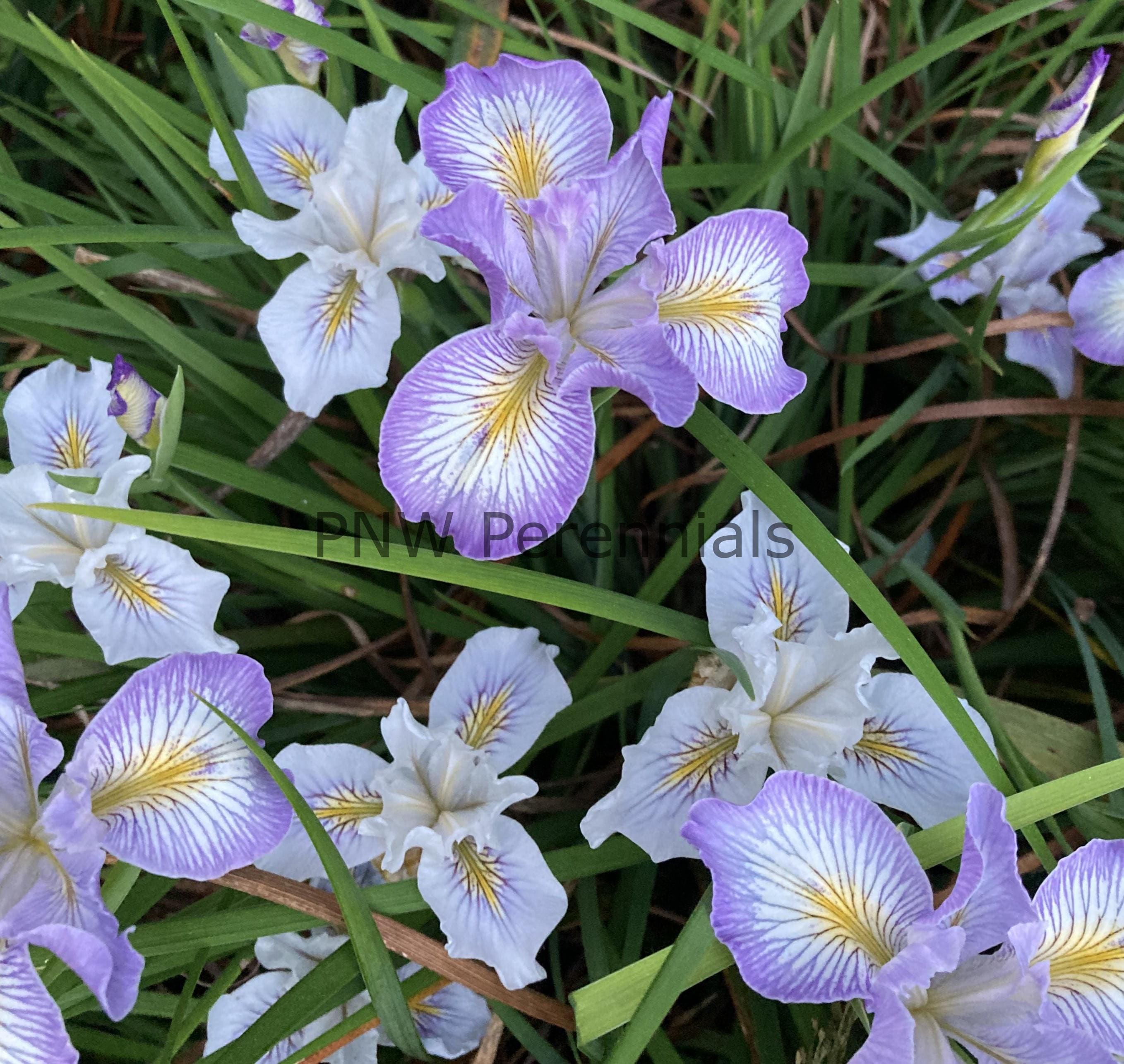 Pacific Coast Native Iris Seeds Mix - Pacific Northwest Wildflowers ...