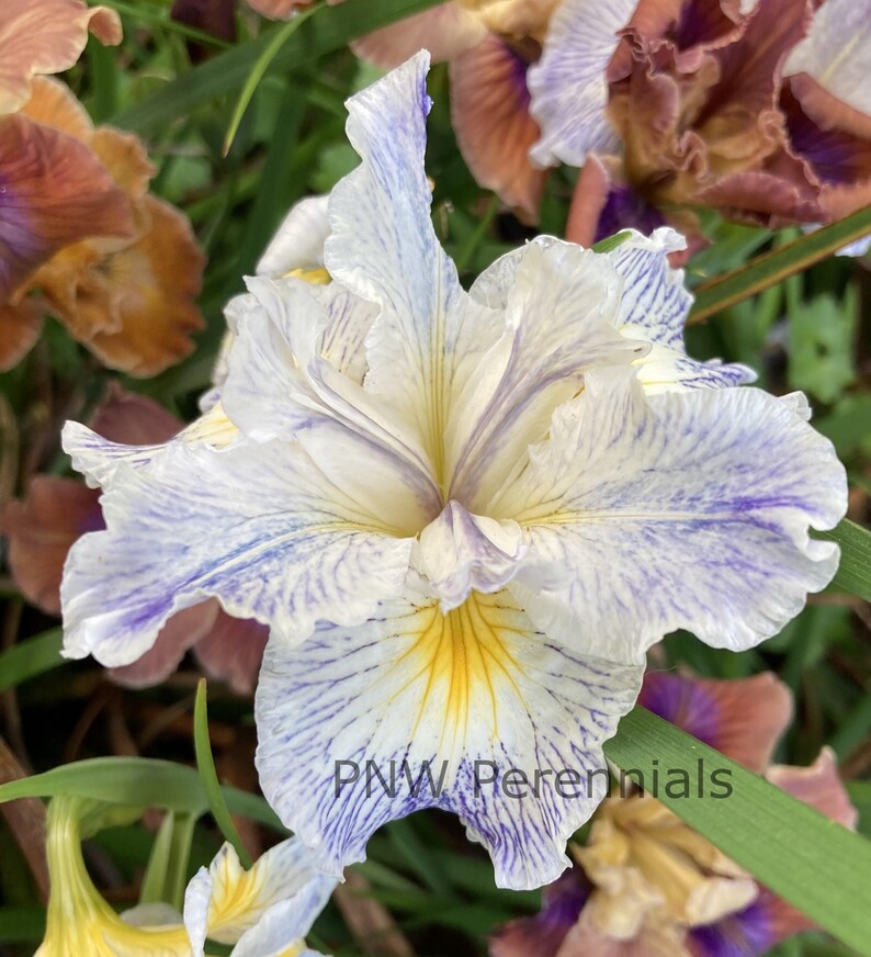 Pacific Coast Native Iris Seeds Mix - Pacific Northwest Wildflowers ...