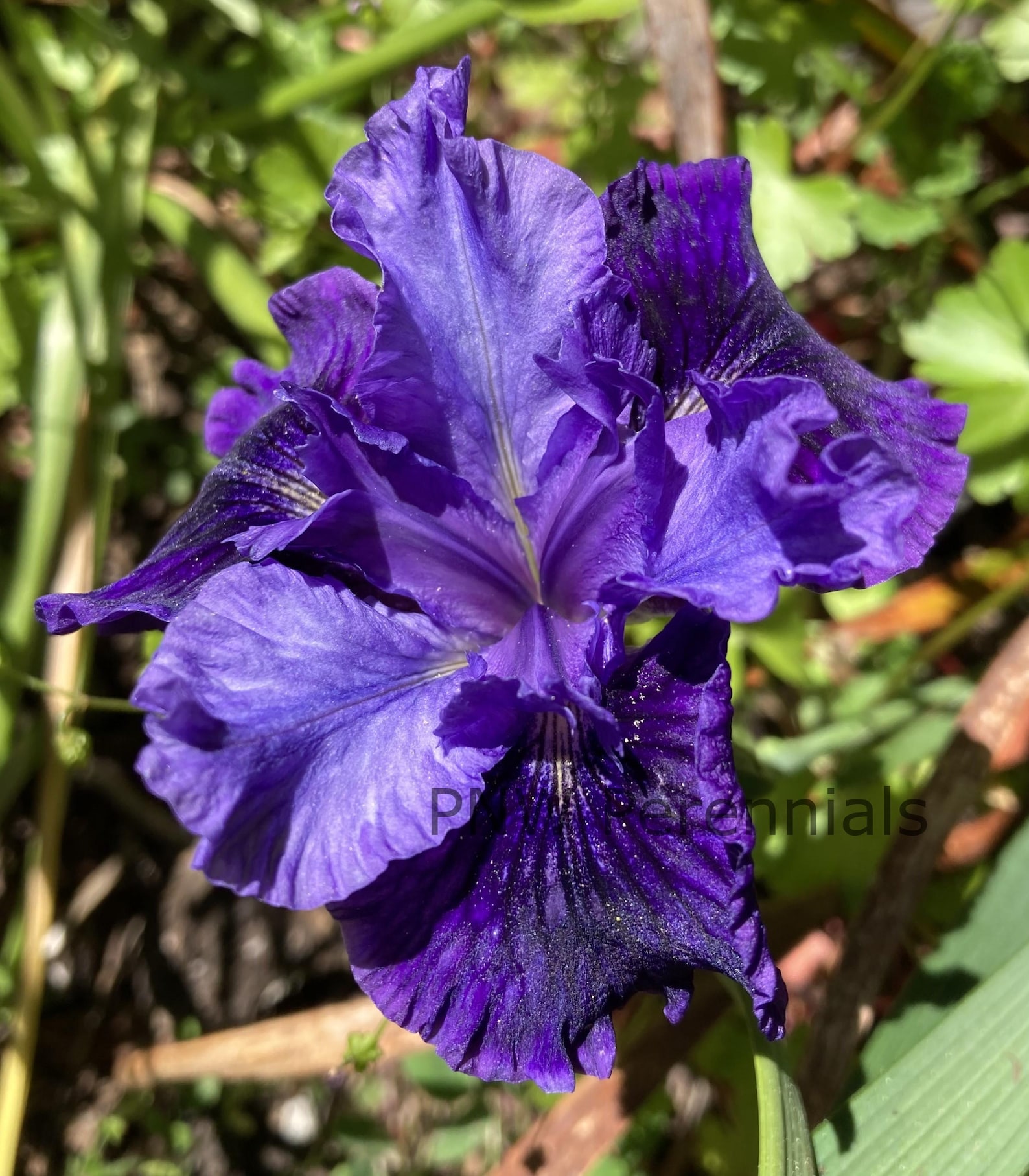 Pacific Coast Native Iris Seeds Mix - Pacific Northwest Wildflowers ...