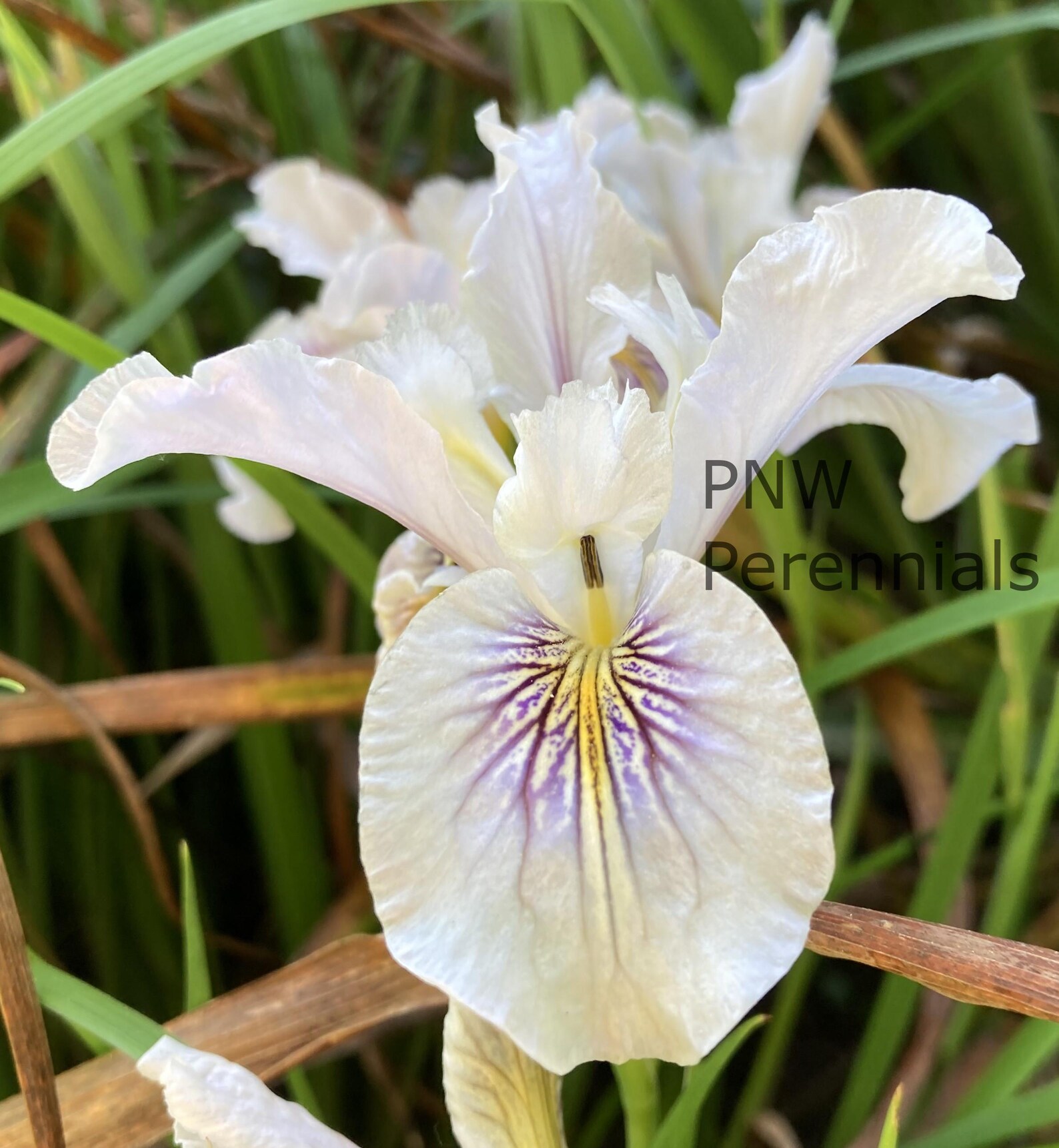 Pacific Coast Native Iris Seeds Mix - Pacific Northwest Wildflowers ...
