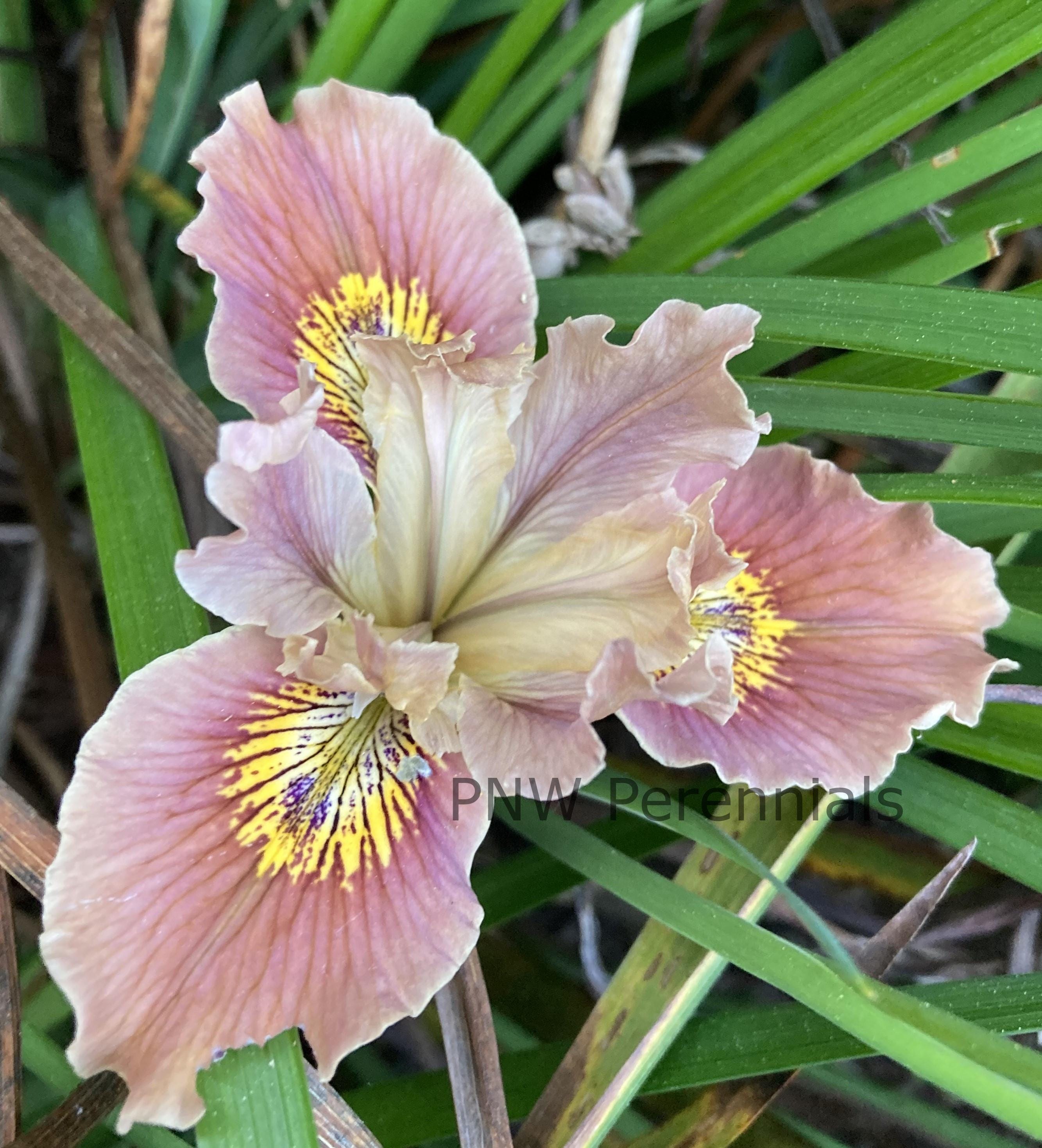 Pacific Coast Native Iris Seeds Mix - Pacific Northwest Wildflowers ...