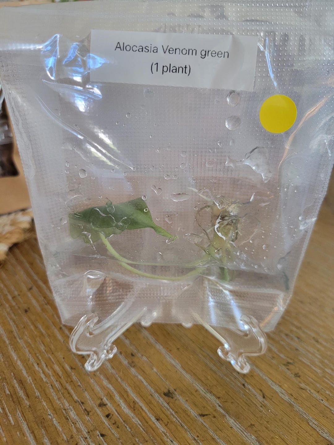 Alocasia Venom (tissue Culture Plant) - Etsy