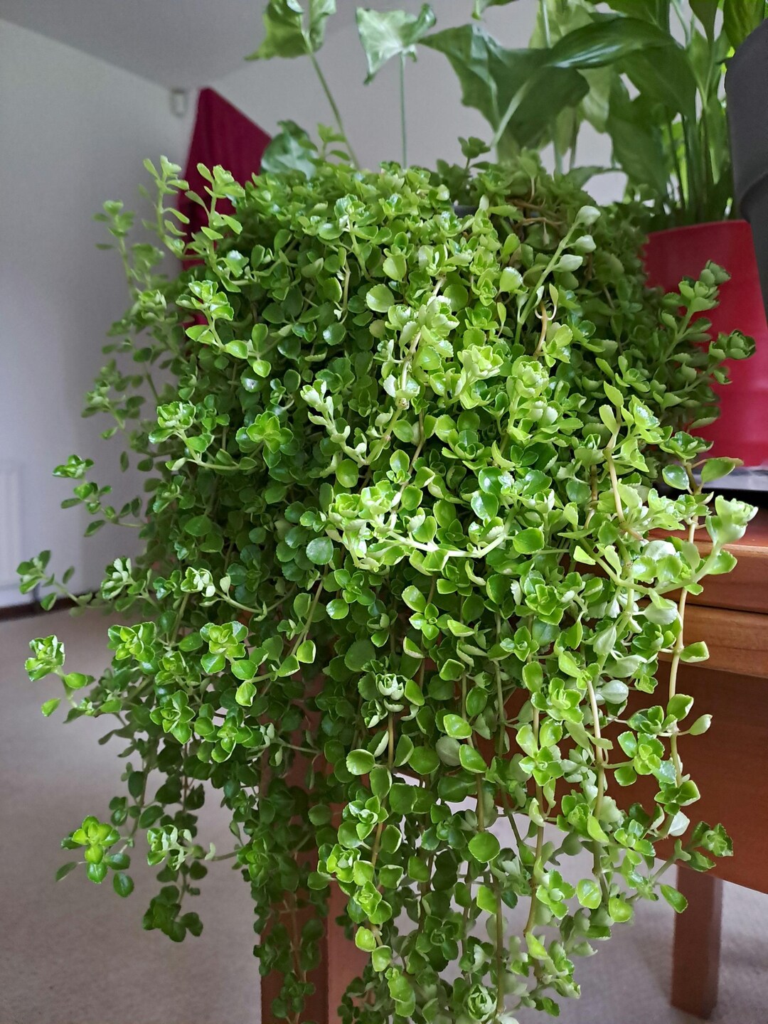 Pilea Depressa Baby Tears Trailing House Plant. Rooted Cutting Bundle X ...