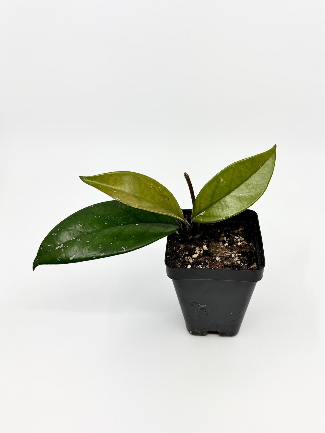 Hoya Carnosa Freckle Splash - Etsy