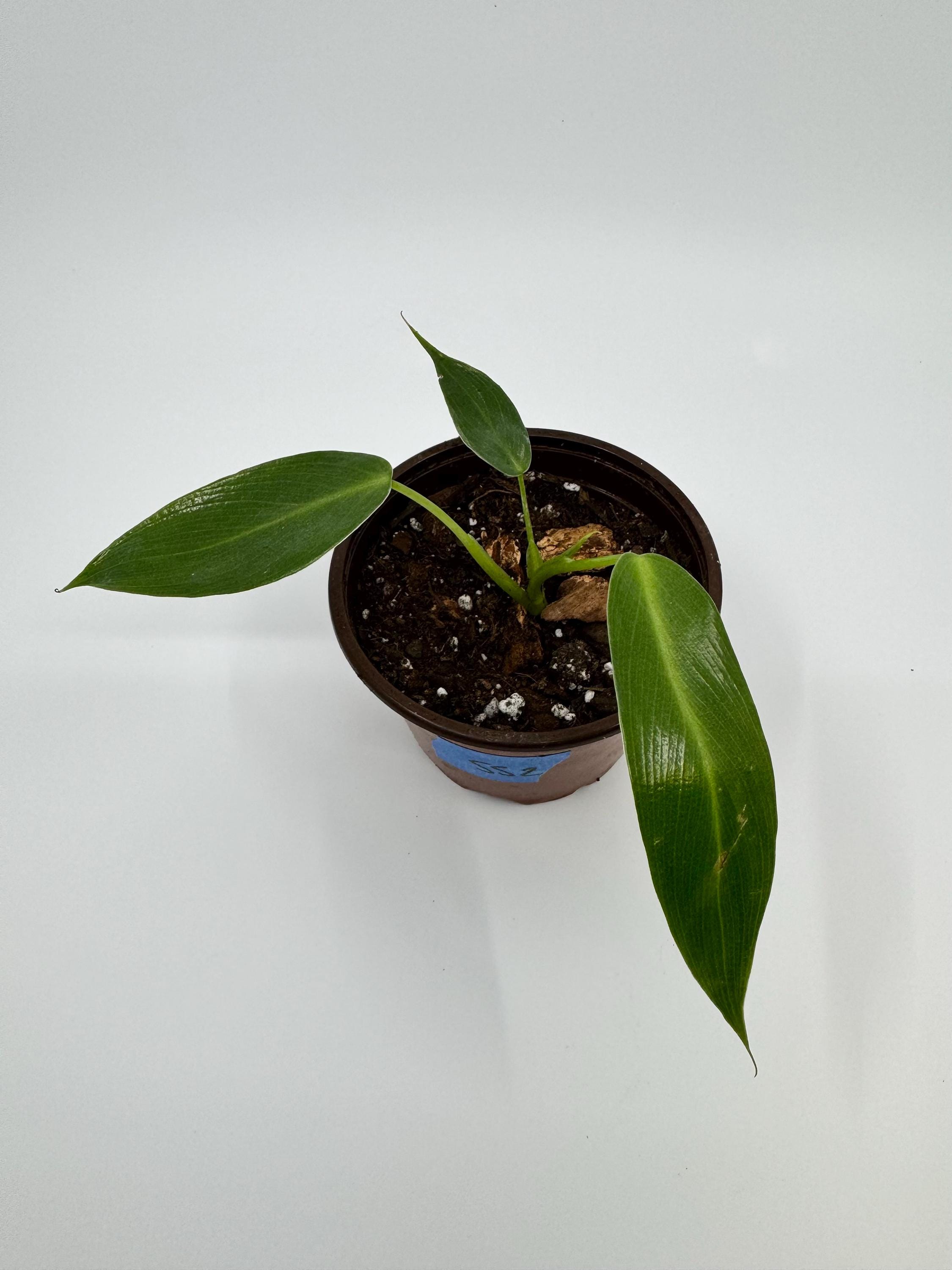 Philodendron Spiritus Sancti - Etsy
