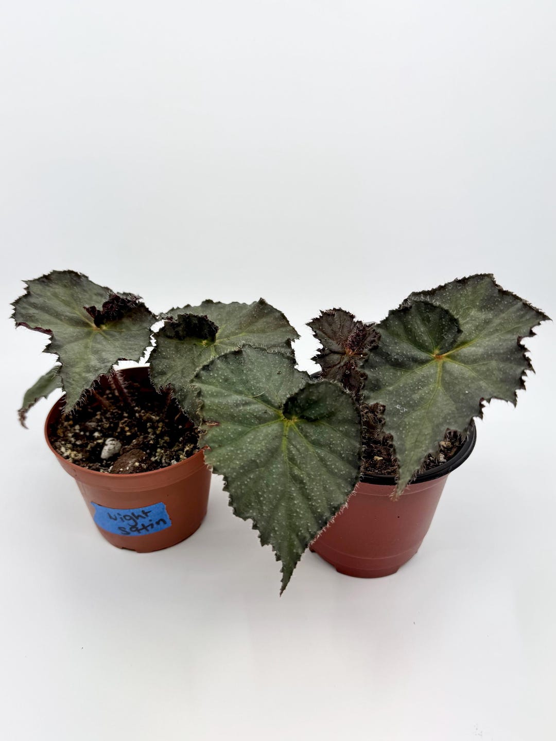 Begonia “night Satin” - Etsy