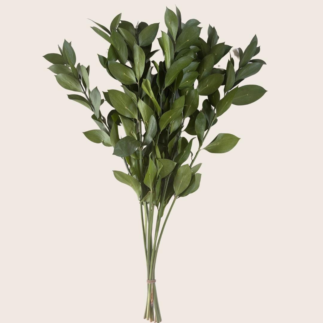Israeli Ruscus Stems Bulk - 20, 30, 40, 100 Stems, Fresh Greenery for ...