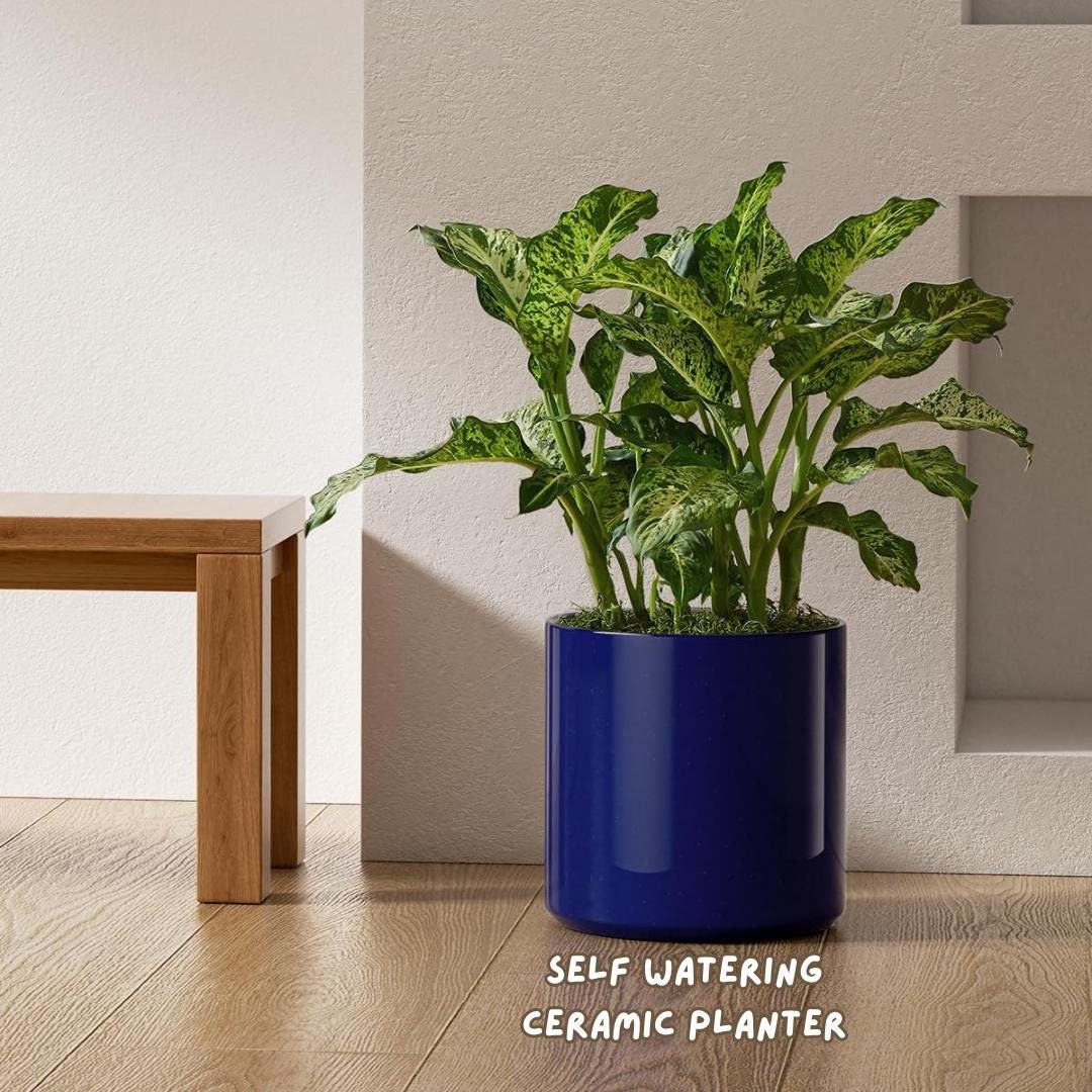 Self Watering Planter 6", 8", or 10" - Large Indoor or Outdoor Ceramic ...