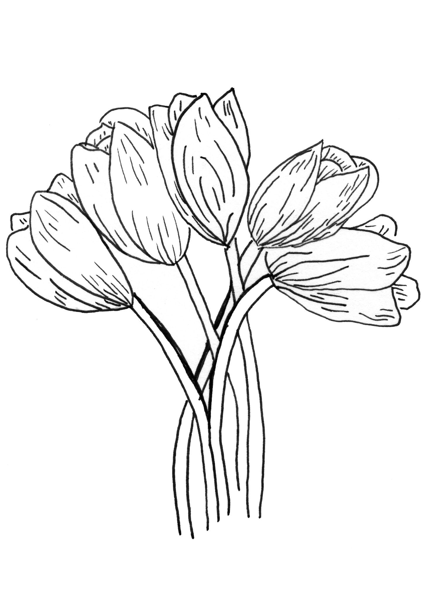 Original Tulip Coloring Pages Floral Coloring Easy Fun | Etsy