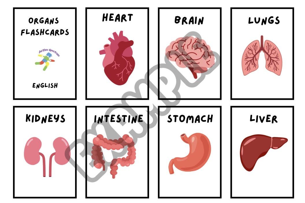ABA Body Parts/organs Flashcards - Etsy