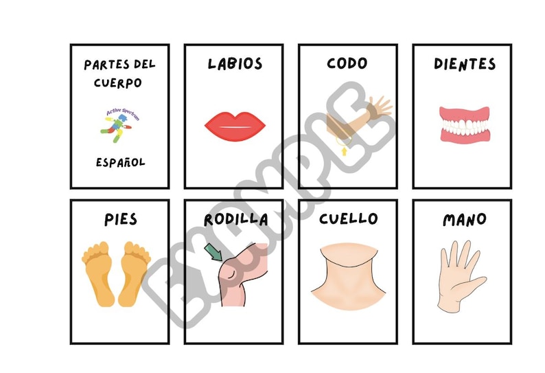 ABA Partes Del Cuerpo/ Organos Flashcards - Etsy